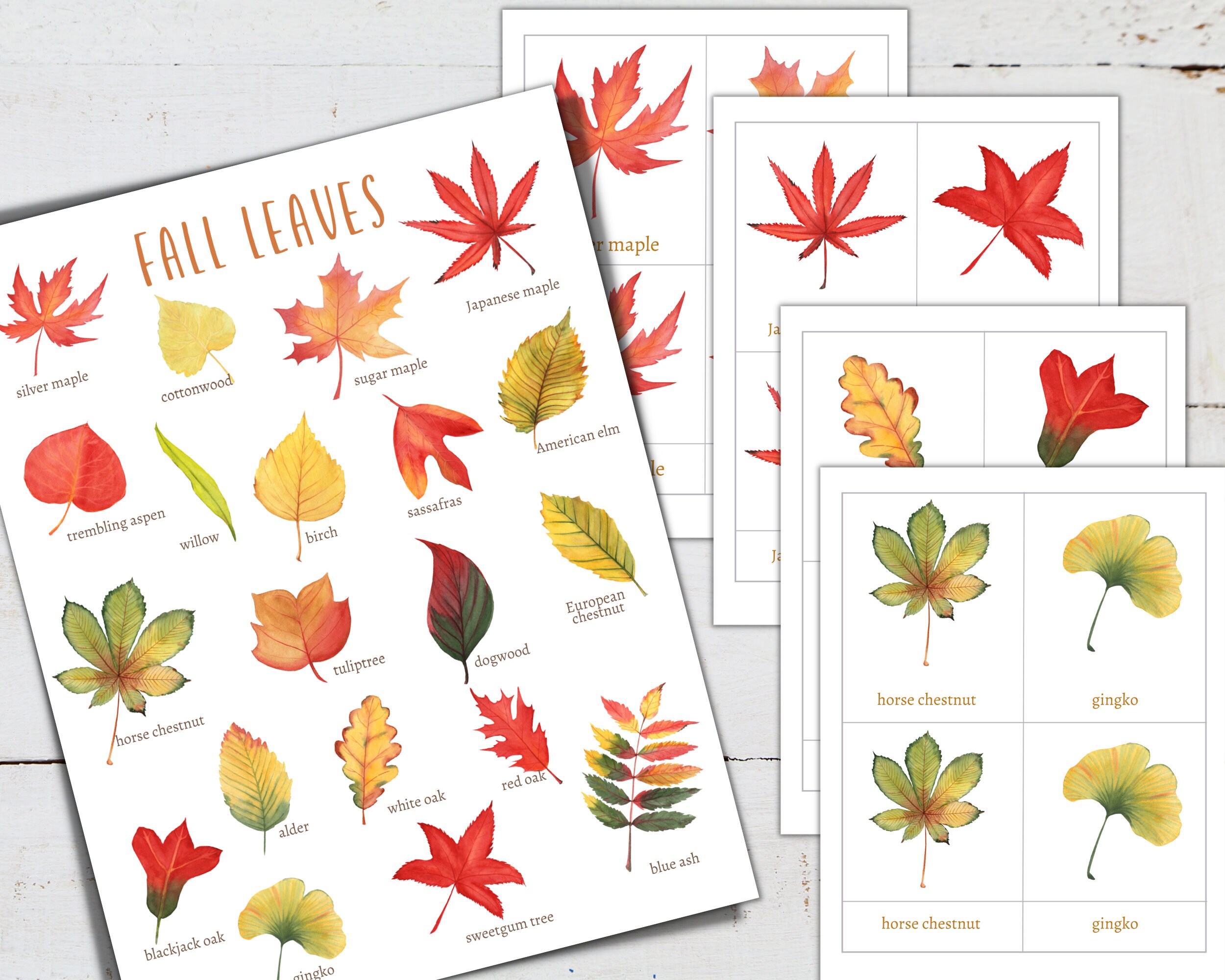 AUTUMN LEAVES Pre-k and K Activity Pack, Homeschool, Digital, Instant ...