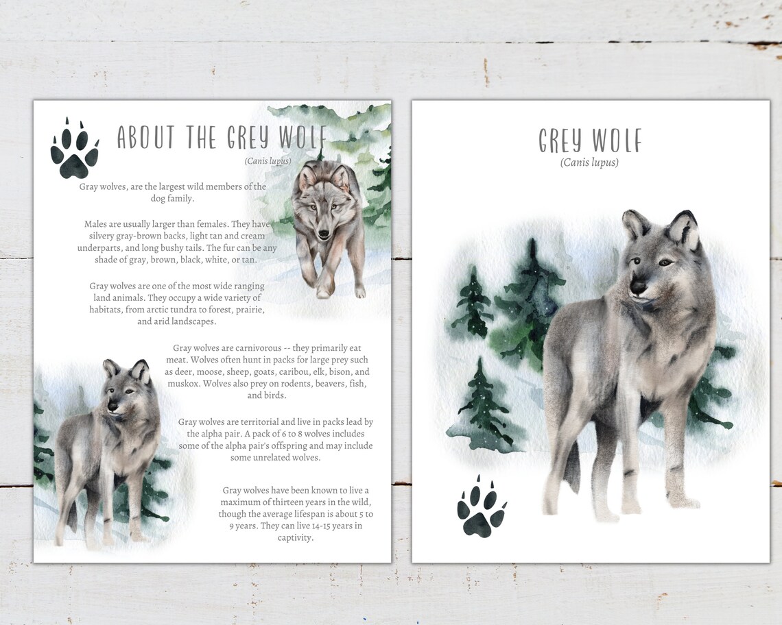 WOLF Mini Unit Study, Life Cycle, Anatomy, Nature Study, Science ...