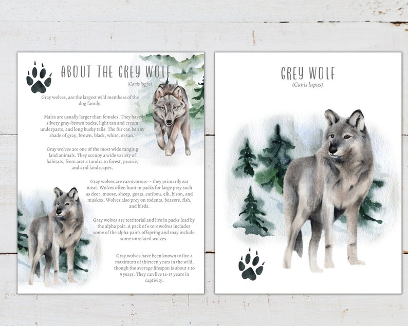 WOLF Mini Unit Study, Life Cycle, Anatomy, Nature Study, Science ...
