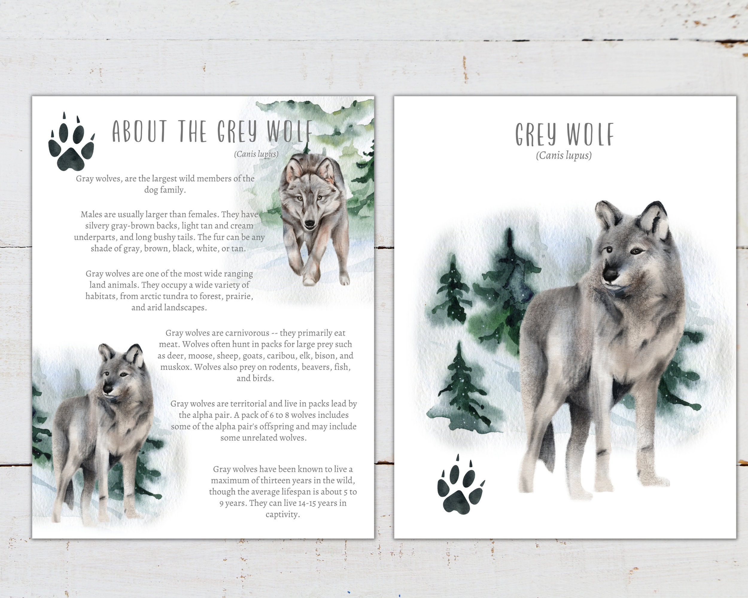 WOLF Mini Unit Study, Life Cycle, Anatomy, Nature Study, Science ...