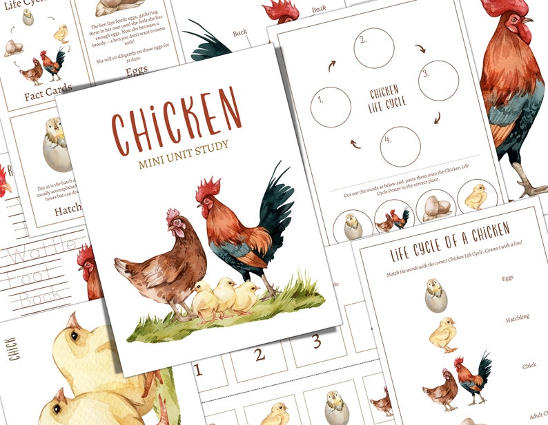 CHICKEN Mini Unit Study Life Cycle Anatomy Nature Study - Etsy