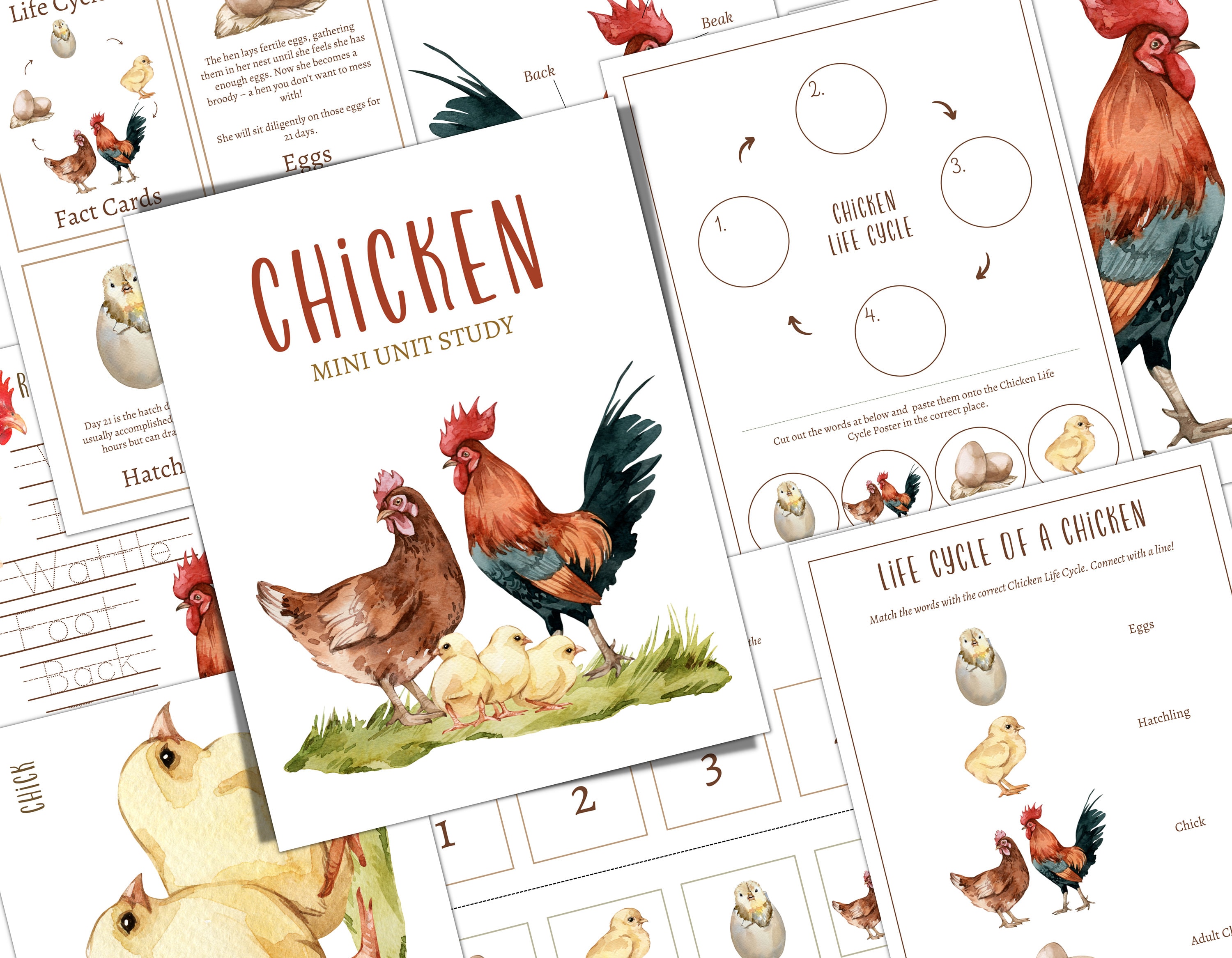 CHICKEN Mini Unit Study, Life Cycle, Anatomy, Nature Study, Science ...