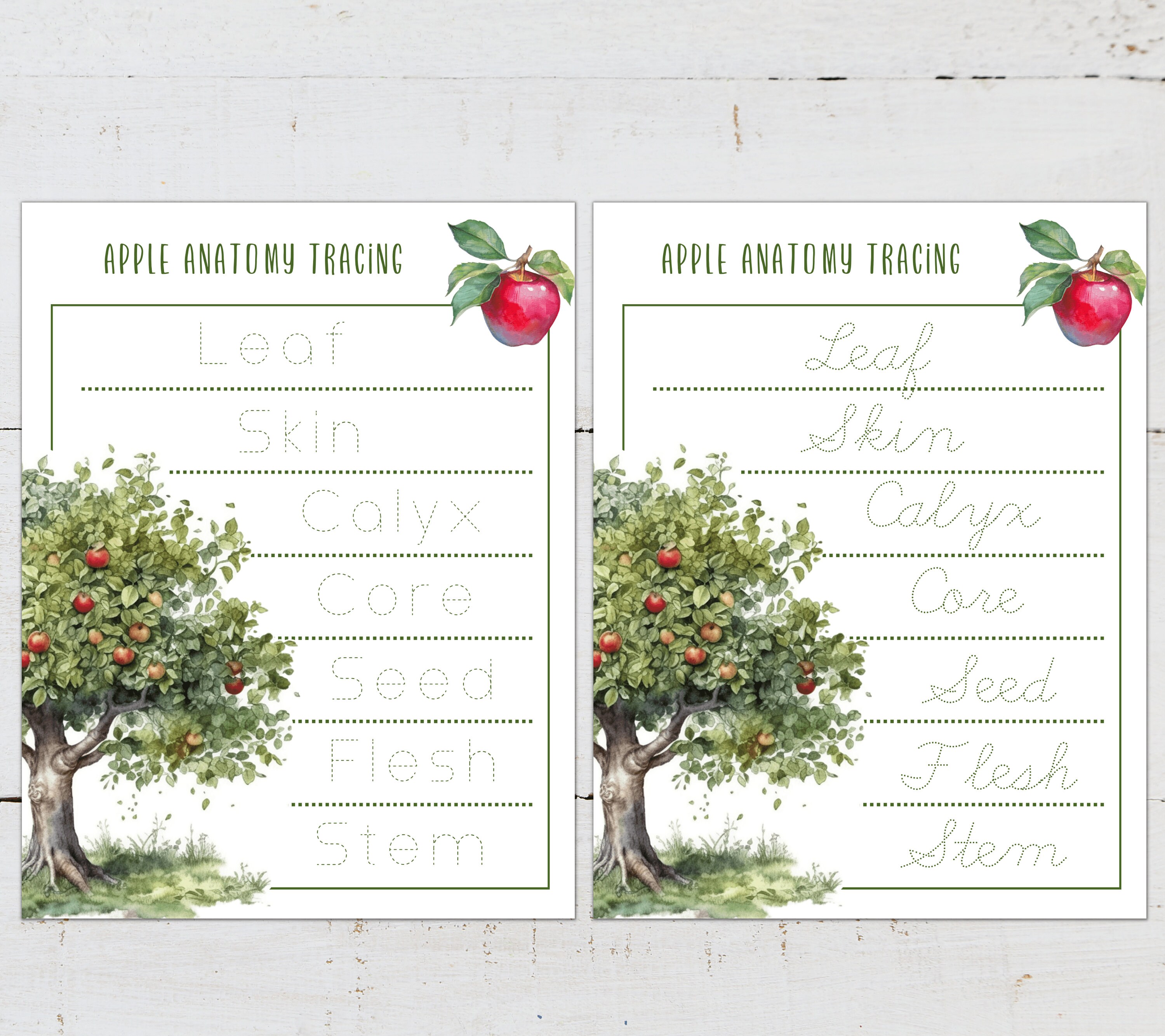 APPLE Anatomy Posters, Labeling and Tracing Activity, Homeschool ...