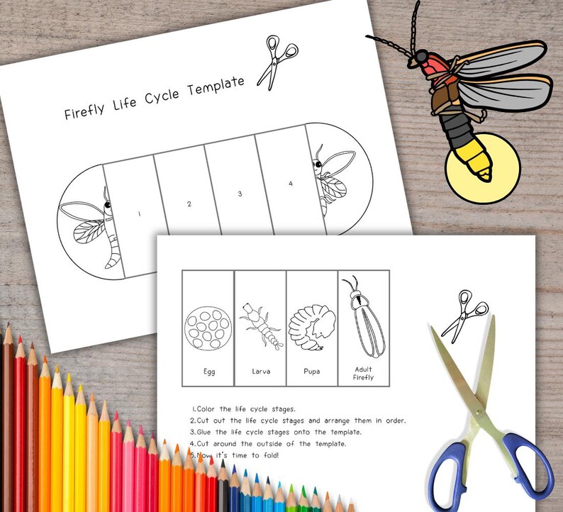 Firefly Life Cycle Foldable Template, Kids' Science Craft, A4 and 11x8 ...