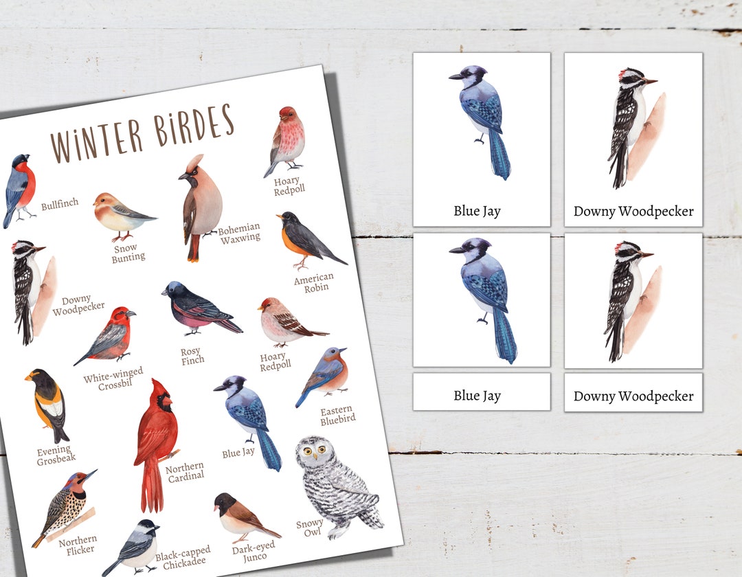 Winter BIRDS Mini Poster + 3-part Cards, Homeschool, Montessori, Flash ...