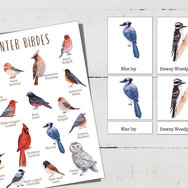 Bird Flash Cards - Etsy