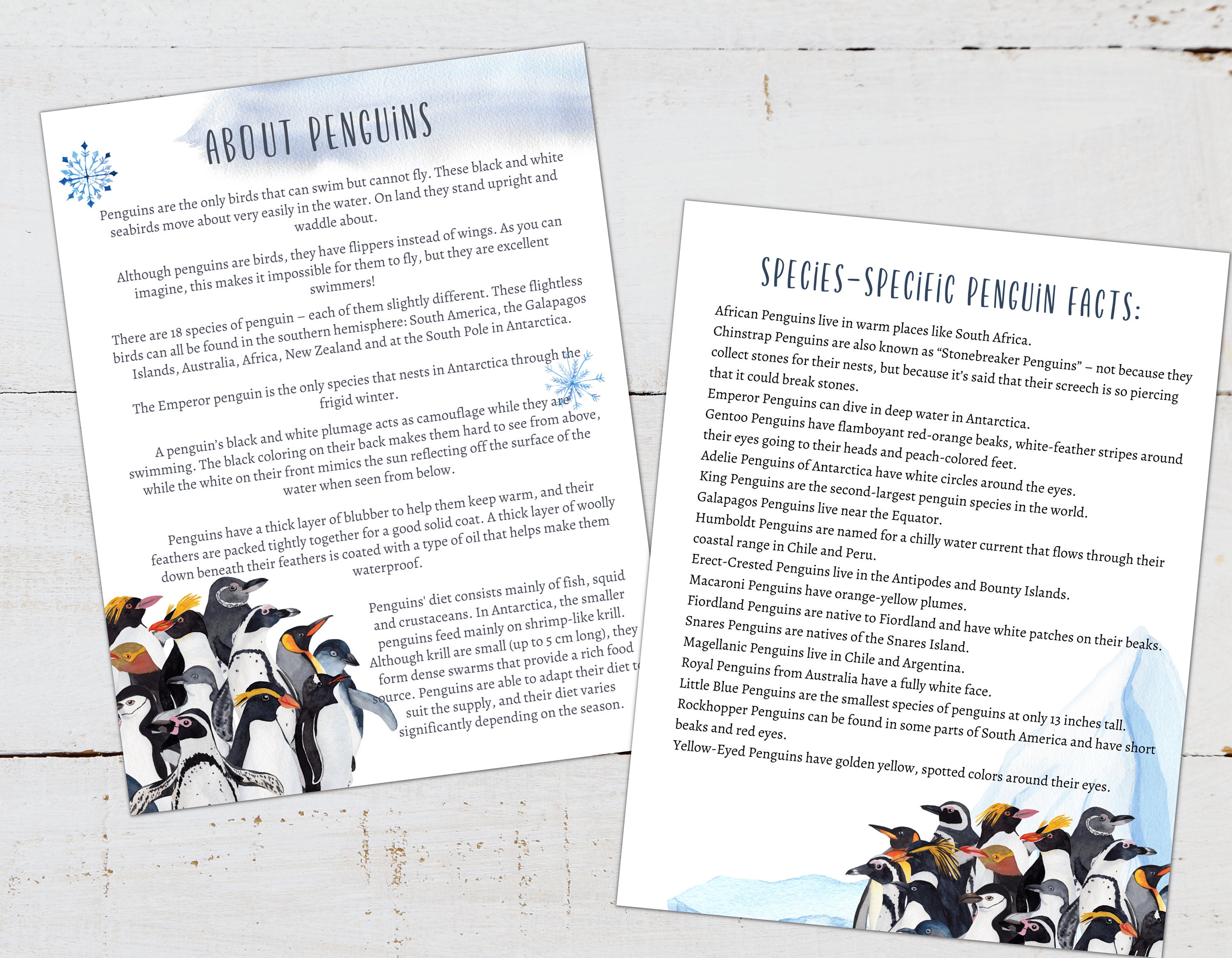 PENGUINS Unit Study Life Cycle Anatomy Nature Study - Etsy Singapore