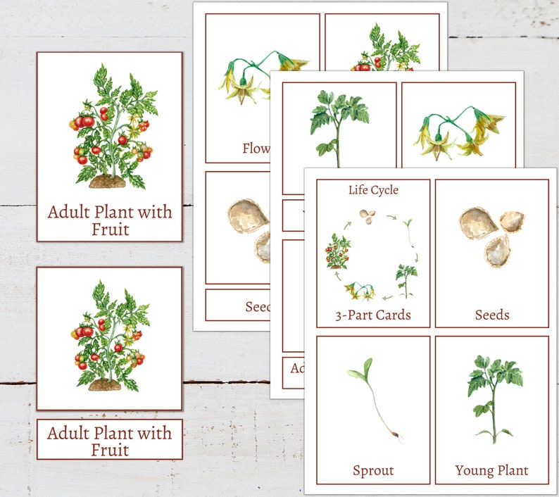 TOMATO Life Cycle, Nature Study, Science, Homeschool, Montessori ...