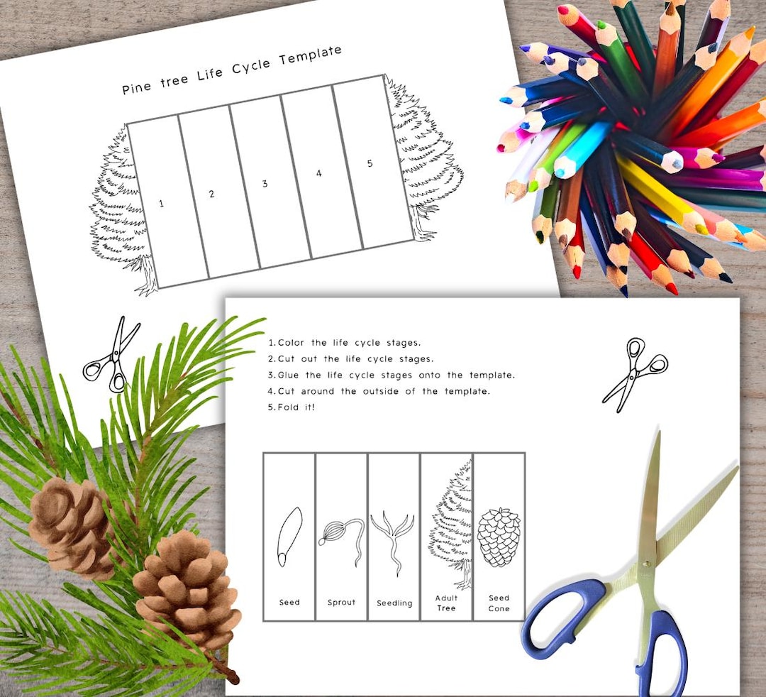 Pine Tree Life Cycle, Tree Sequence and Fold Kids' Science Craft, A4 ...
