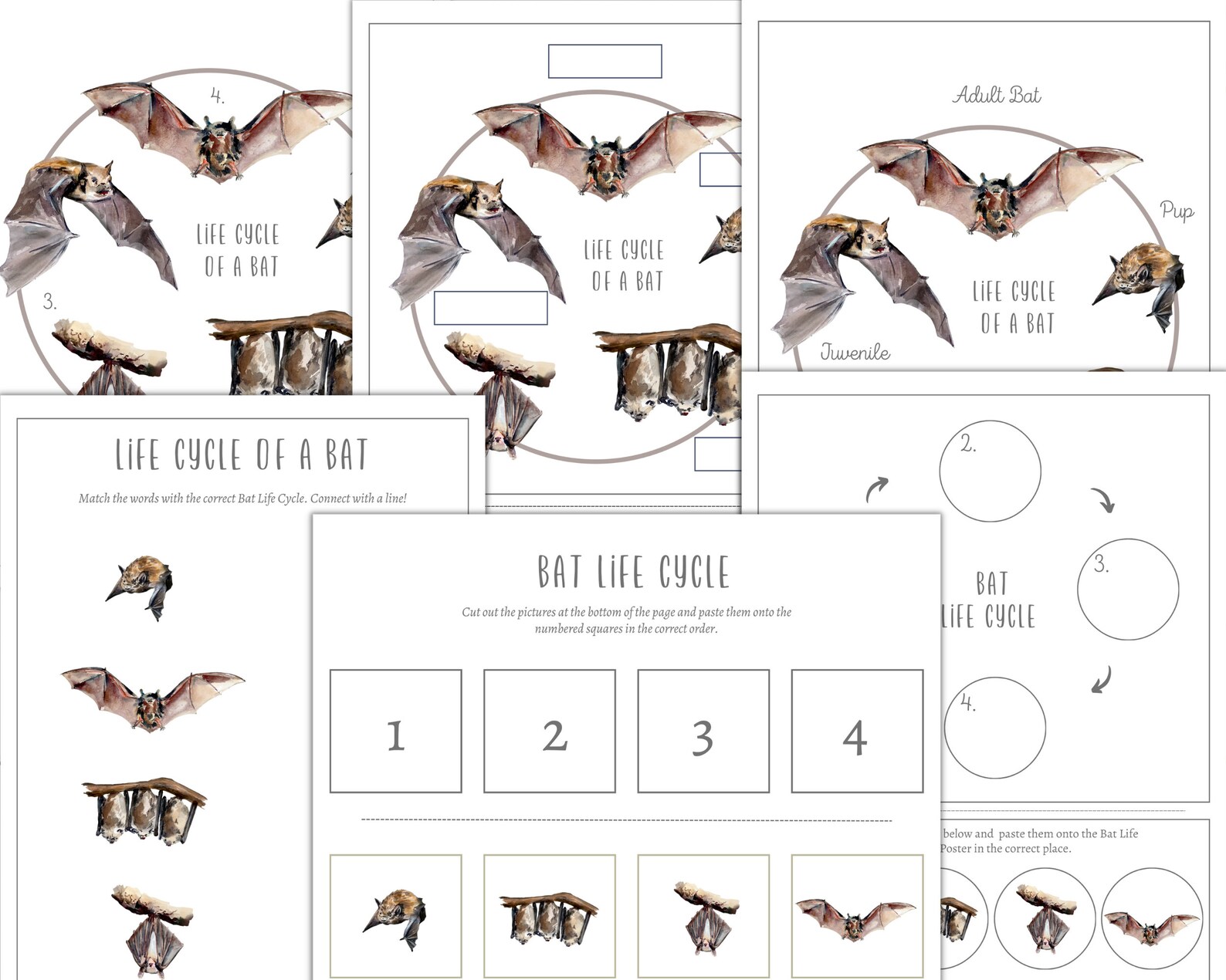 BAT Unit Study, Life Cycle, Anatomy, Nature Study, Science, Homeschool ...