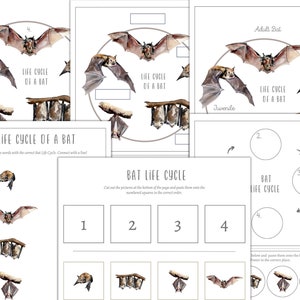 BAT Unit Study, Life Cycle, Anatomy, Nature Study, Science, Homeschool ...