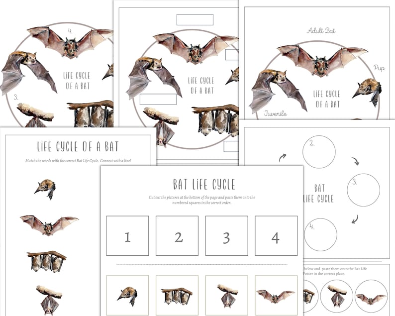 BAT Unit Study, Life Cycle, Anatomy, Nature Study, Science, Homeschool ...