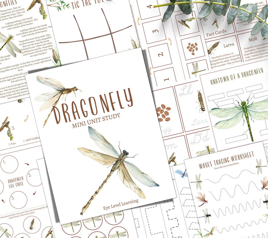 DRAGONFLY Unit Study, Life Cycle, Anatomy, Nature Study, Science ...