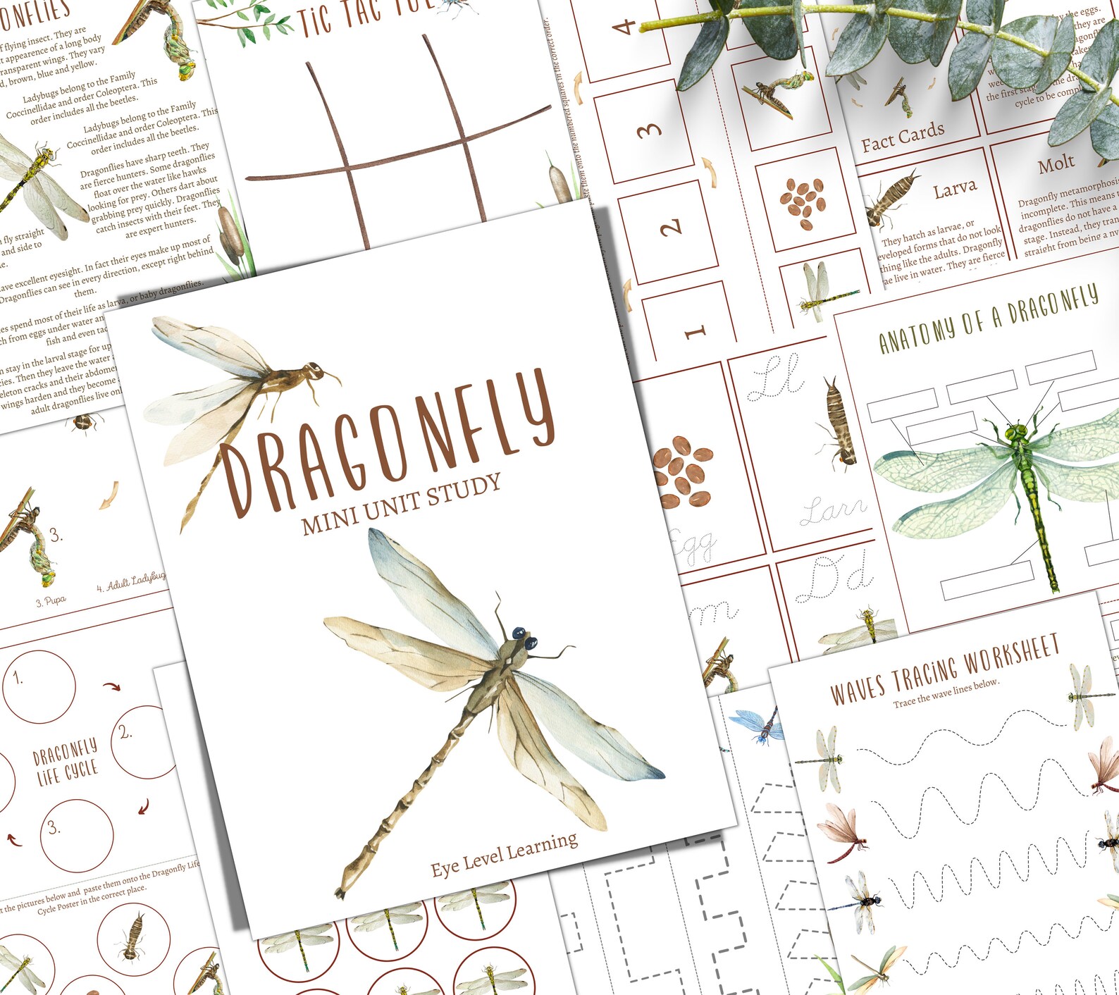 DRAGONFLY Unit Study, Life Cycle, Anatomy, Nature Study, Science ...