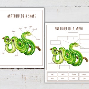 SNAKE Unit Study, Life Cycle, Anatomy, Nature Study, Science ...