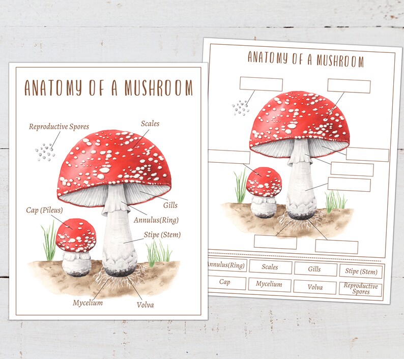 MUSHROOM Anatomy Poster, Labeling and Tracing Activity, Homeschool ...