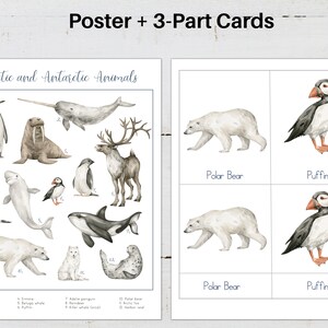POLAR ANIMALS Mini Poster + 3-part Cards, Arctic and Antarctic Animals ...