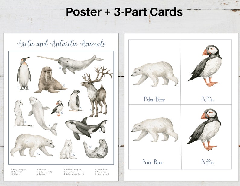 POLAR ANIMALS Mini Poster + 3-part Cards, Arctic and Antarctic Animals ...