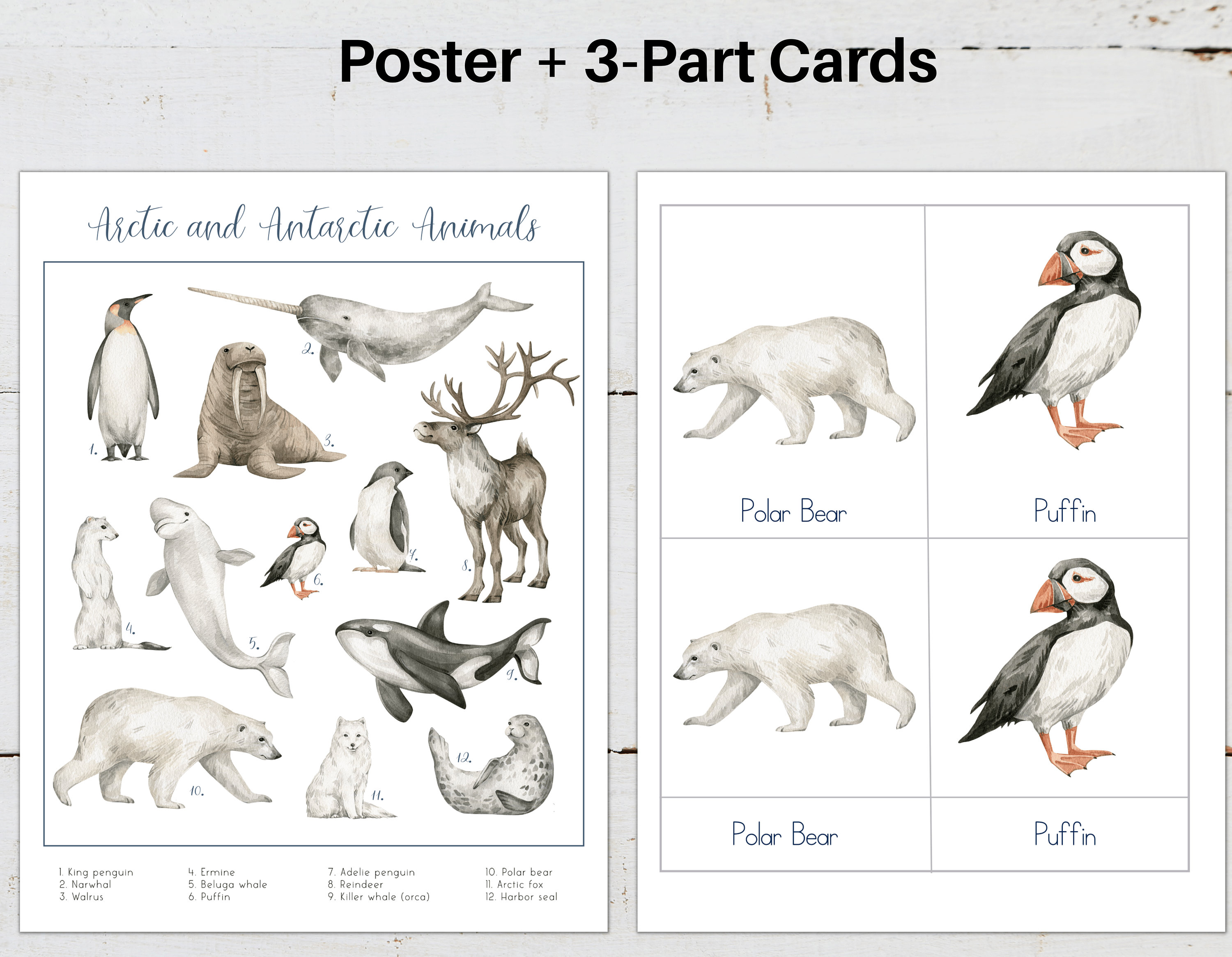 POLAR ANIMALS Mini Poster + 3-part Cards, Arctic and Antarctic Animals ...