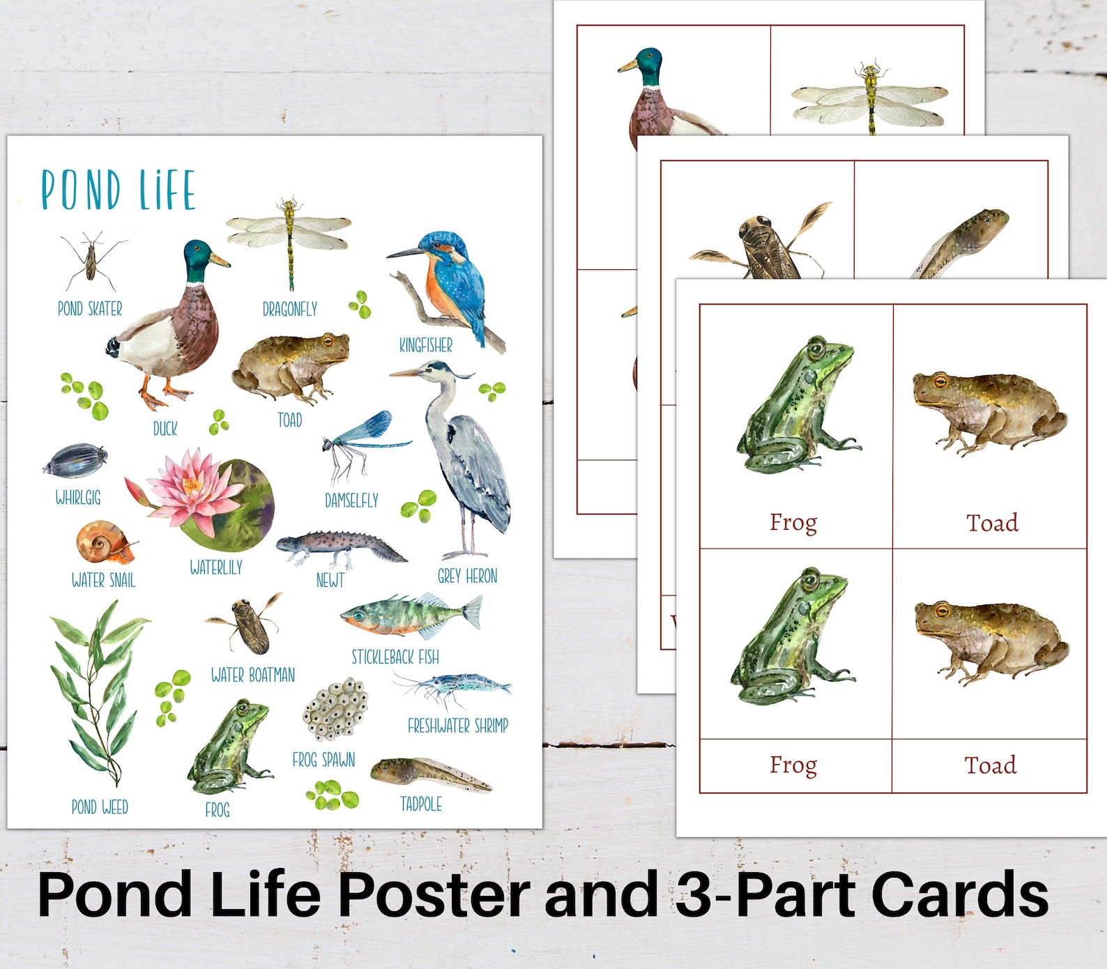 POND LIFE Unit Study, Life Cycle, Anatomy, Nature Study, Science ...