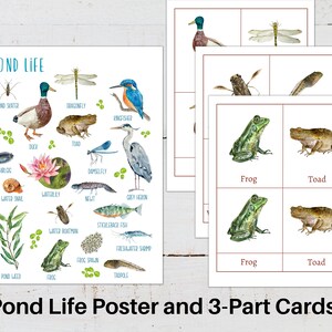 POND LIFE Unit Study, Life Cycle, Anatomy, Nature Study, Science ...