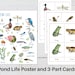 POND LIFE Unit Study, Life Cycle, Anatomy, Nature Study, Science ...