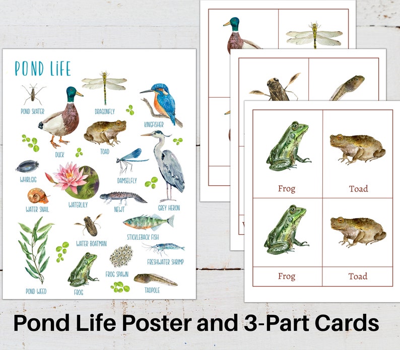 POND LIFE Unit Study, Life Cycle, Anatomy, Nature Study, Science ...