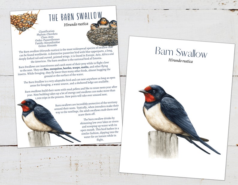 BARN SWALLOW Mini Unit Study Life Cycle Anatomy Nature - Etsy