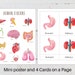 Human Organs Mini-poster + 3-part Cards, Homeschool, Montessori, Flash ...