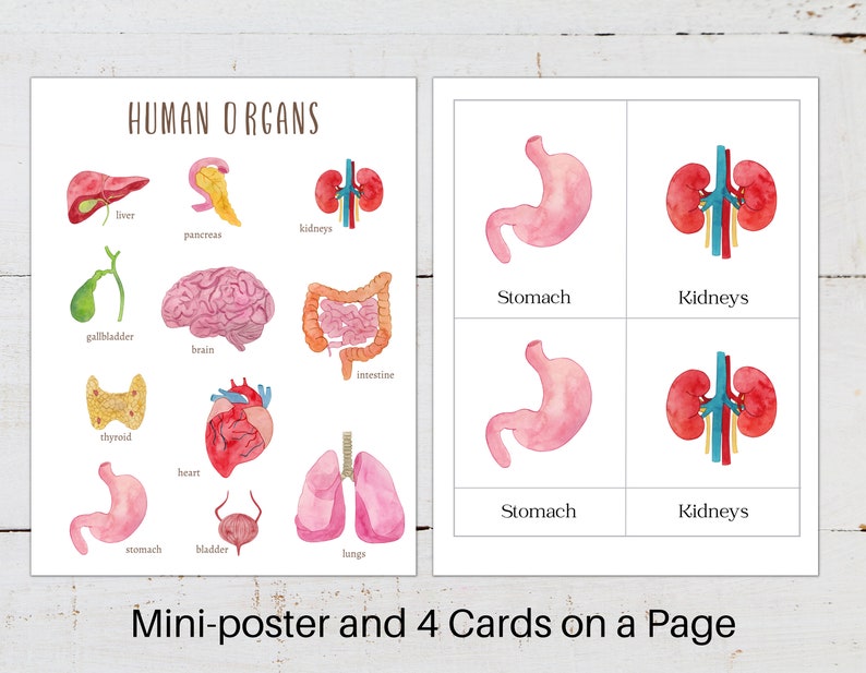 Human Organs Mini-poster + 3-part Cards, Homeschool, Montessori, Flash ...