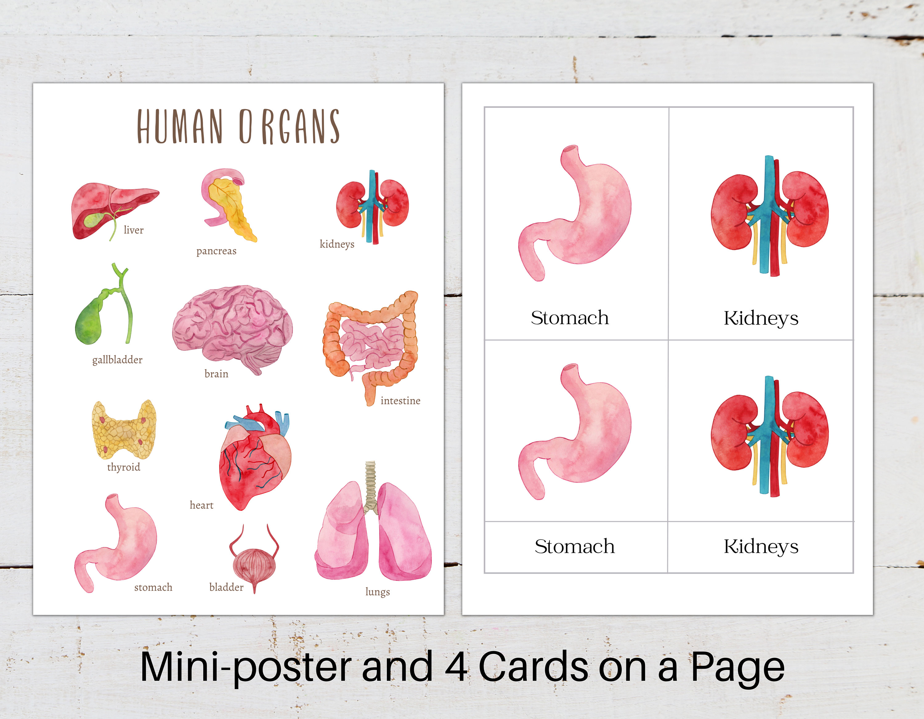 Human Organs Mini-poster + 3-part Cards, Homeschool, Montessori, Flash ...