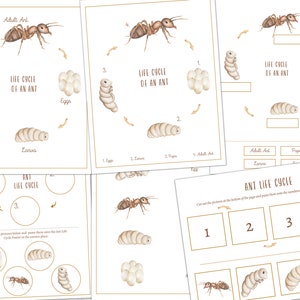 ANT Unit Study, Life Cycle, Anatomy, Nature Study, Science, Homeschool ...