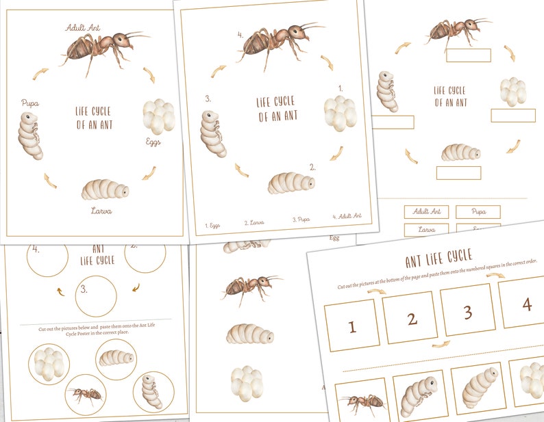 ANT Unit Study Life Cycle Anatomy Nature Study Science - Etsy Canada