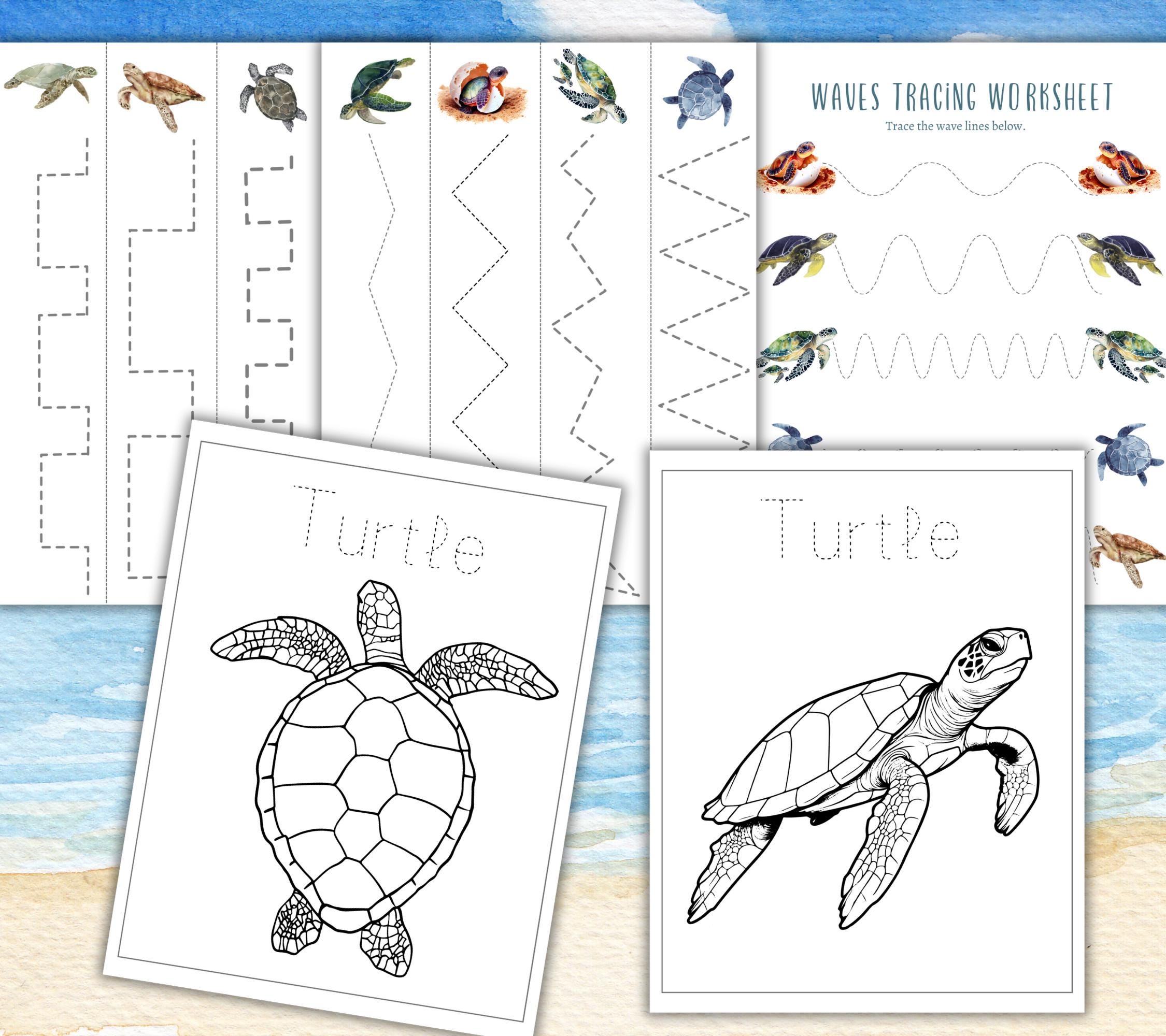 TURTLE Unit Study, Life Cycle, Anatomy, Nature Study, Science ...