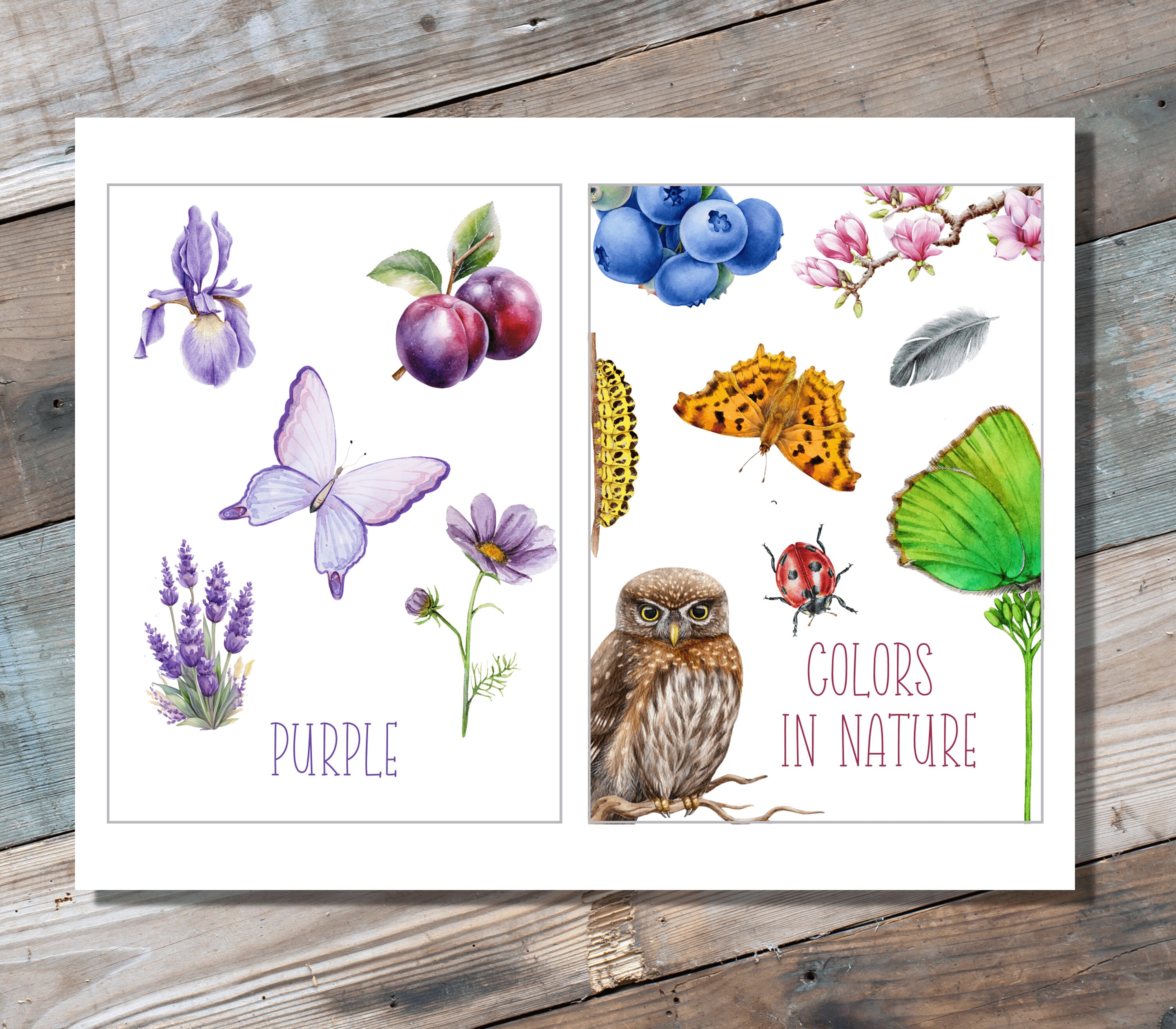 COLORS in Nature Flashcards Color Flashcards Vocabulary - Etsy