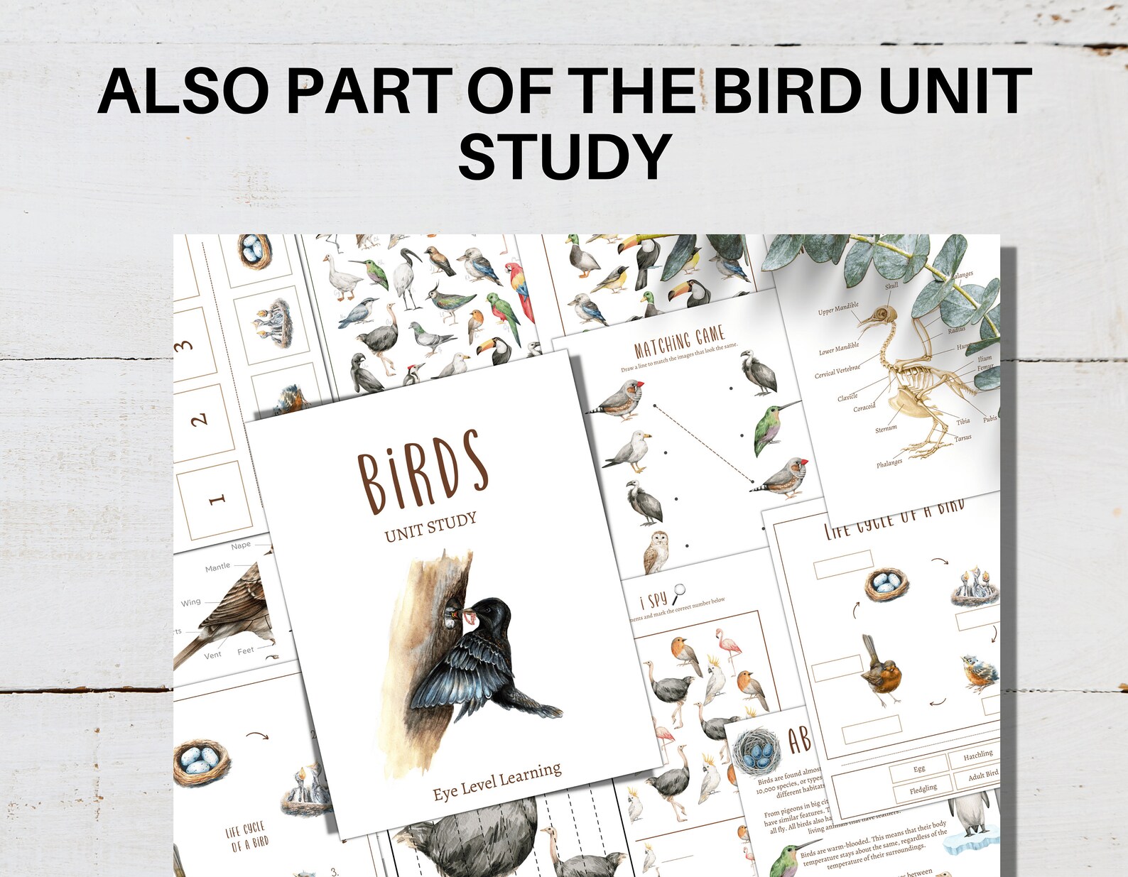 BIRD External Anatomy Poster, Labeling and Tracing Activity, Homeschool ...