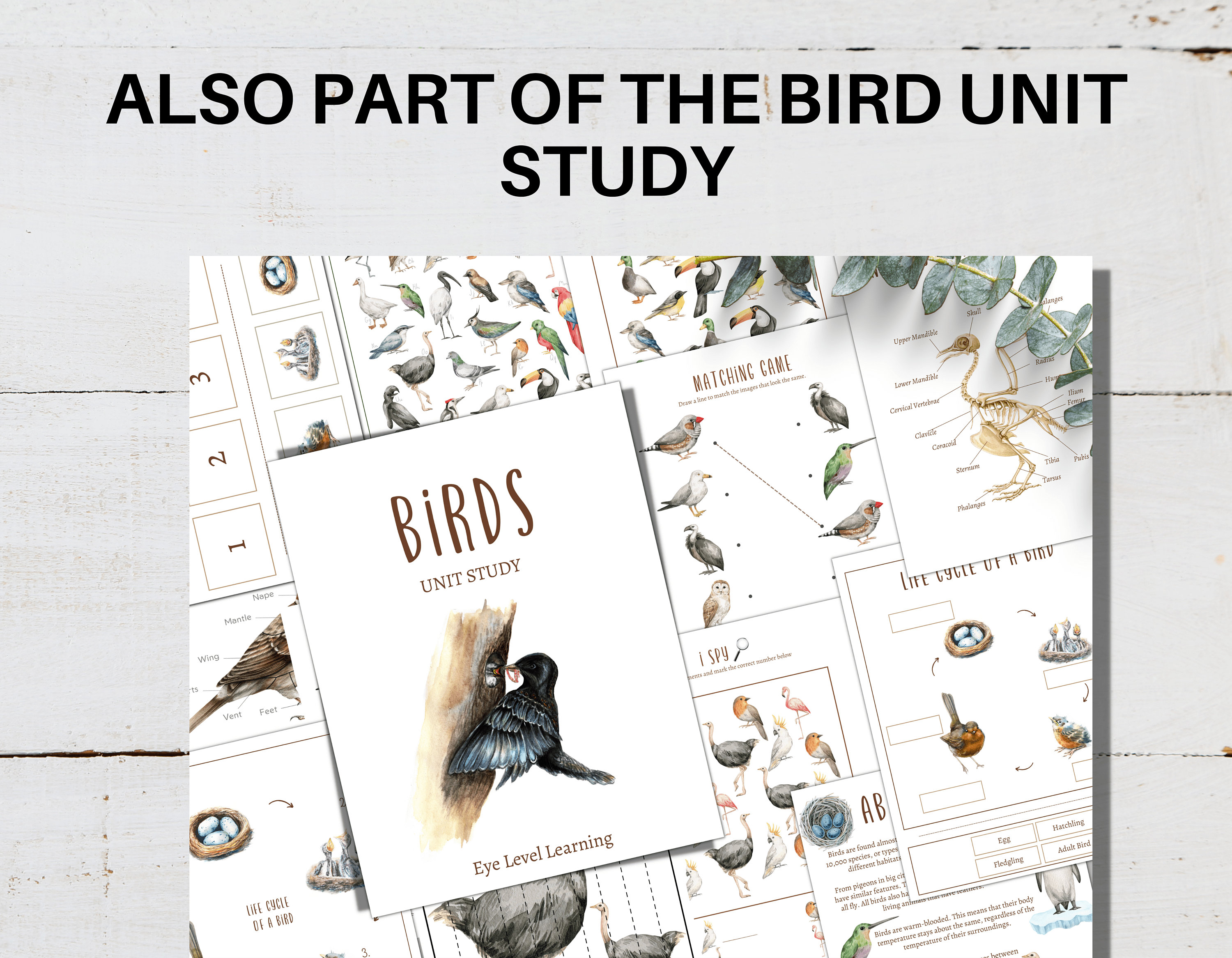 BIRD External Anatomy Poster, Labeling and Tracing Activity, Homeschool ...