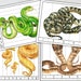 SNAKE Unit Study, Life Cycle, Anatomy, Nature Study, Science ...