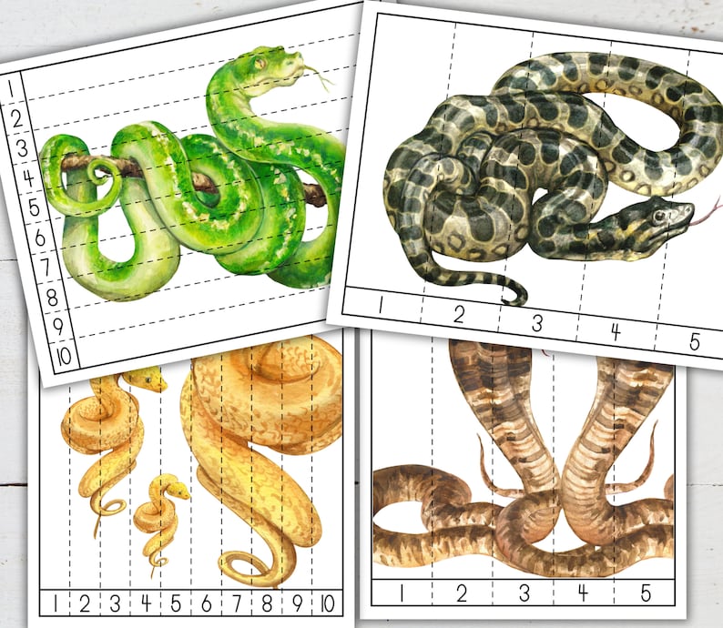 SNAKE Unit Study, Life Cycle, Anatomy, Nature Study, Science ...