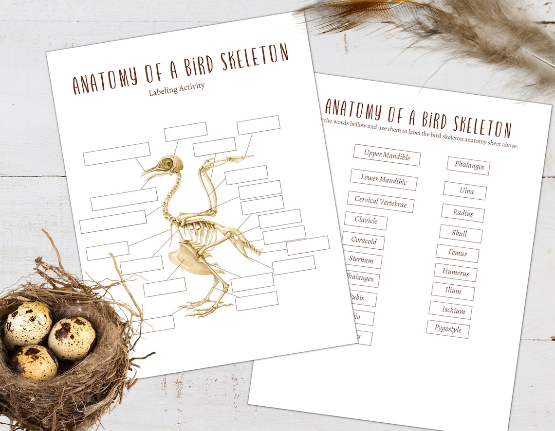 BIRD Skeleton Anatomy Poster, Labeling and Tracing Activity, Homeschool ...