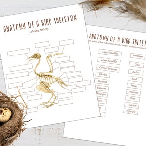 BIRD Skeleton Anatomy Poster, Labeling and Tracing Activity, Homeschool ...