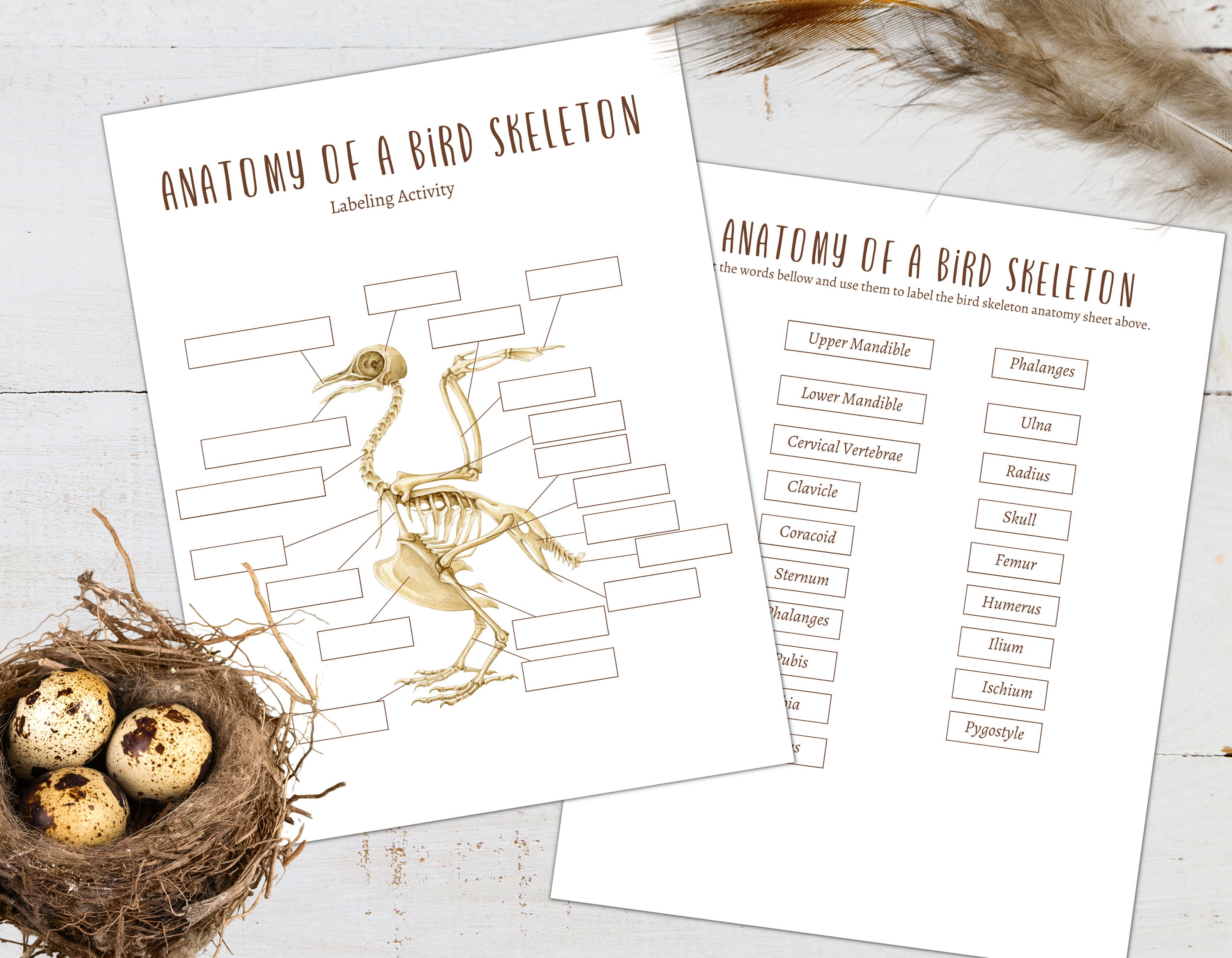 BIRD Skeleton Anatomy Poster, Labeling and Tracing Activity, Homeschool ...