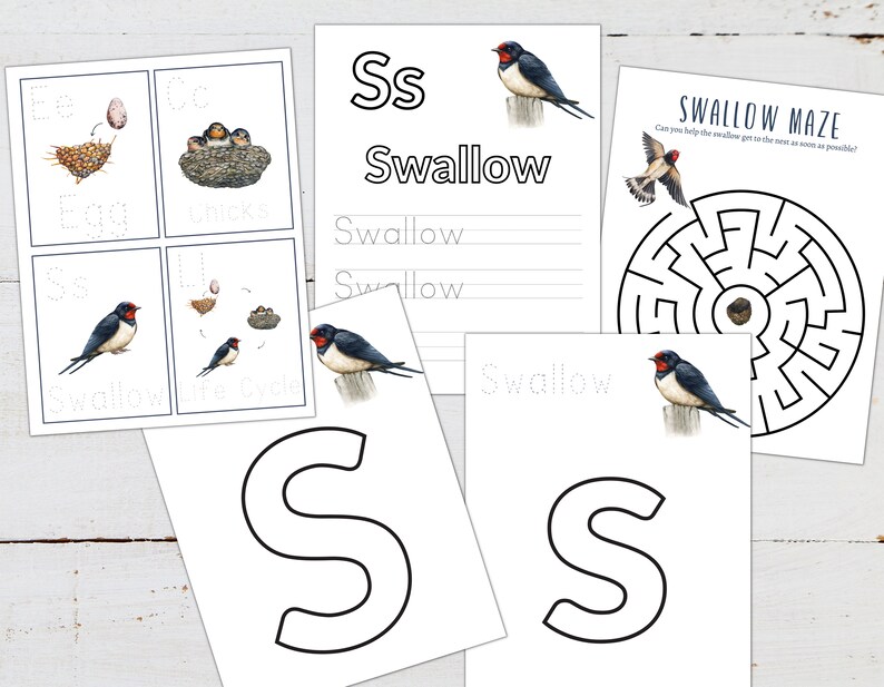 BARN SWALLOW Mini Unit Study, Life Cycle, Anatomy, Nature Study ...