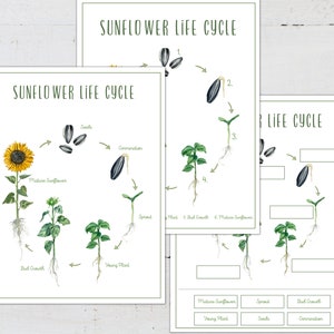 SUNFLOWER LIFE CYCLE, Posters, 3-part Cards, Fact Cards, Tracing ...