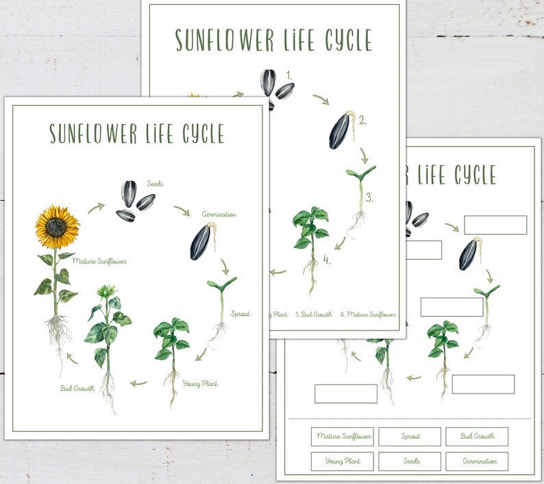 CICLO DE VIDA DEL GIRASOL, Carteles, Tarjetas de 3 partes, Tarjetas ...