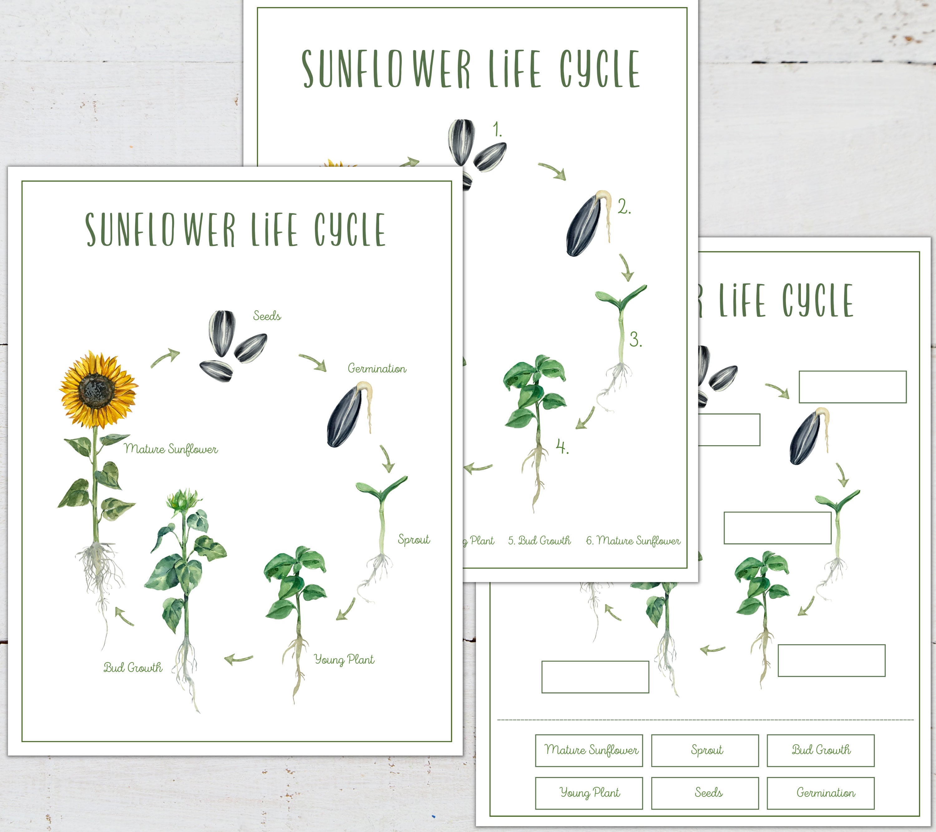 SUNFLOWER LIFE CYCLE, Posters, 3-part Cards, Fact Cards, Tracing ...