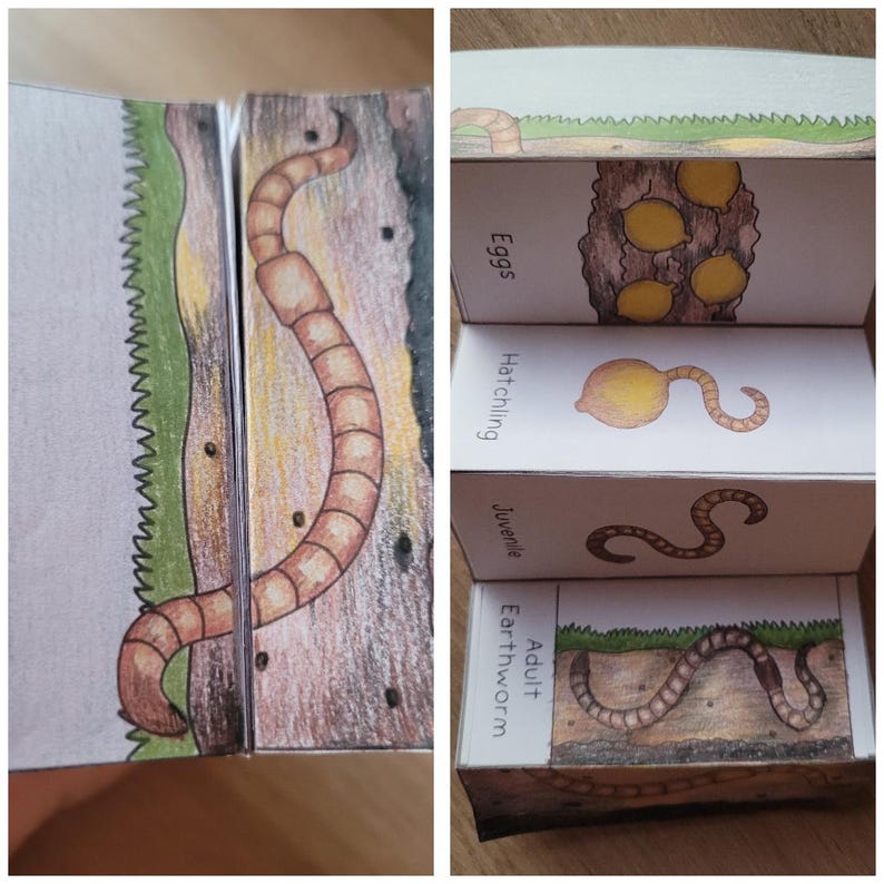 Earthworm Life Cycle Foldable Template, Kids' Science Craft, A4 and ...
