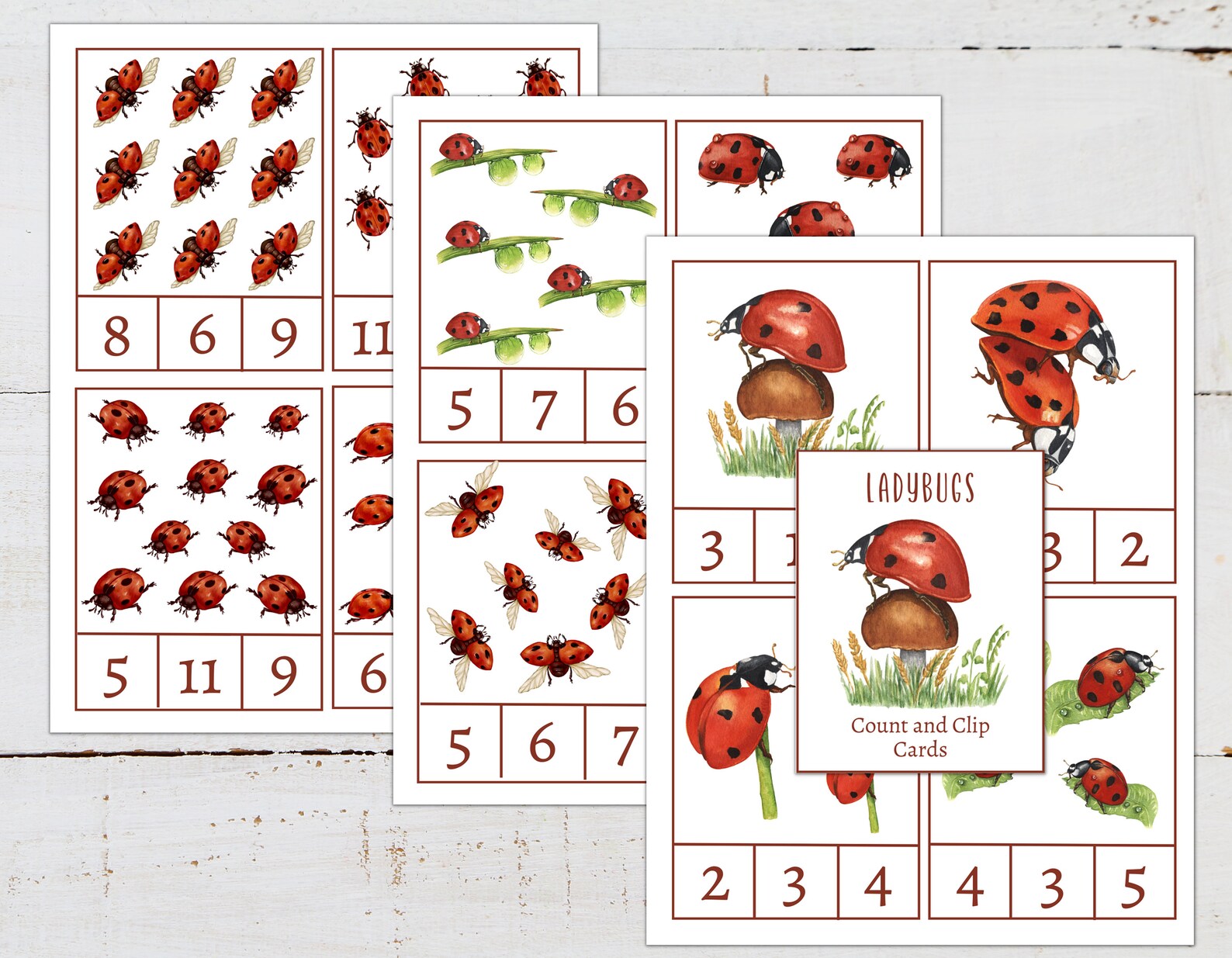 LADYBUG Unit Study, Life Cycle, Anatomy, Nature Study, Science ...