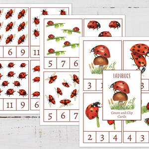 LADYBUG Unit Study, Life Cycle, Anatomy, Nature Study, Science ...
