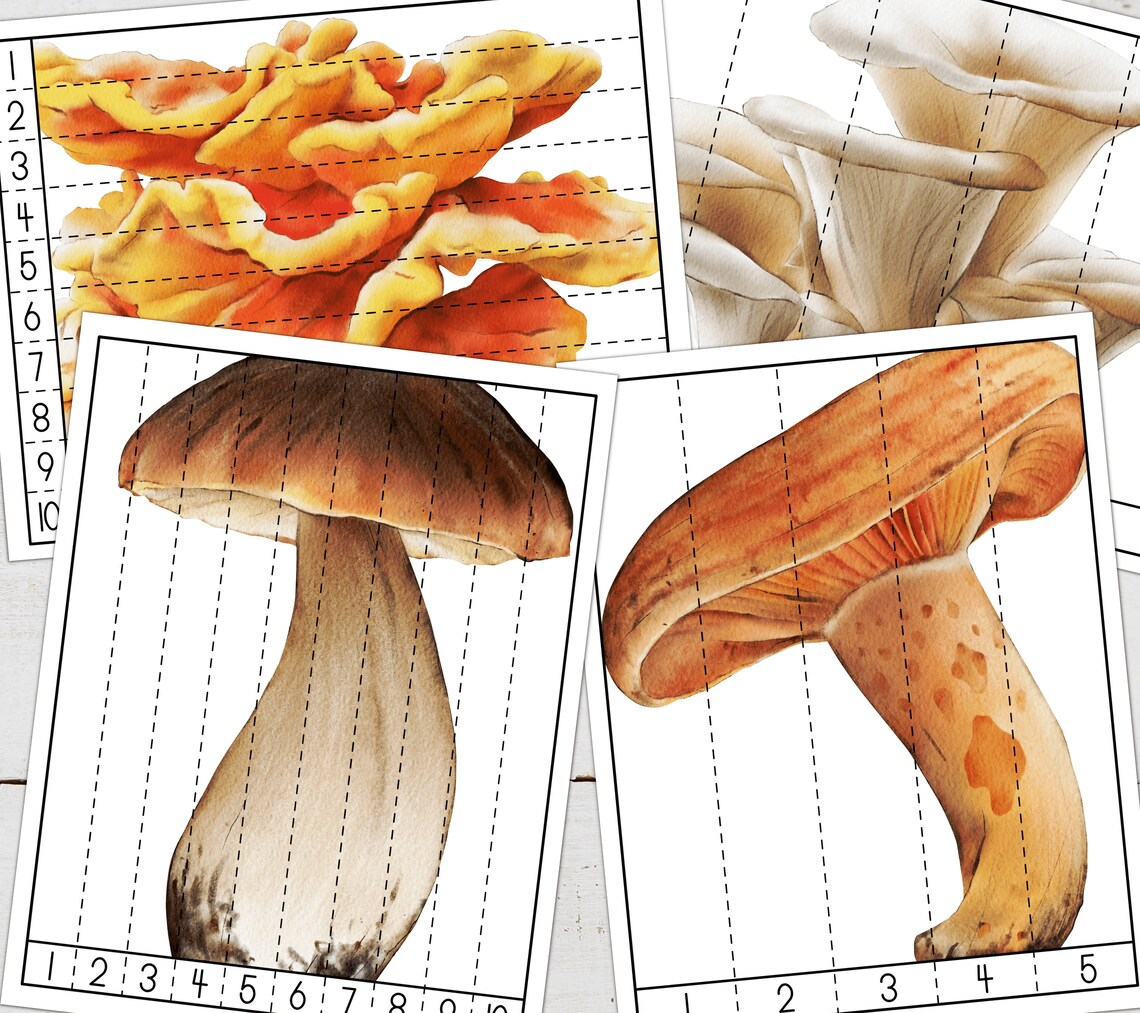 MUSHROOM Unit Study Life Cycle Anatomy Nature Study - Etsy